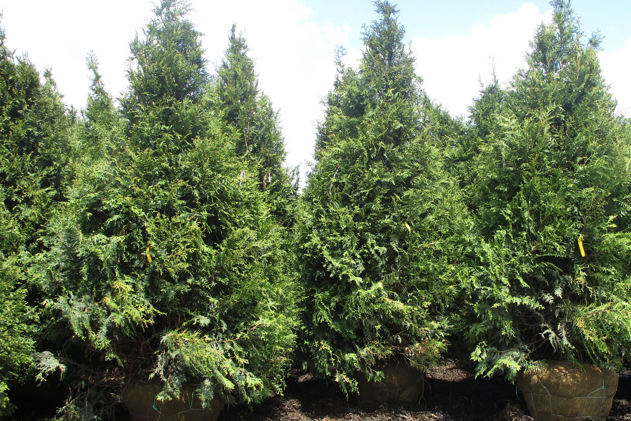 Wholesale Trees New Jersey New Jersey from LP Statile Wholesale Nursery