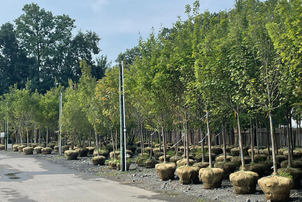 Wholesale Trees New Jersey New Jersey from LP Statile Wholesale Nursery