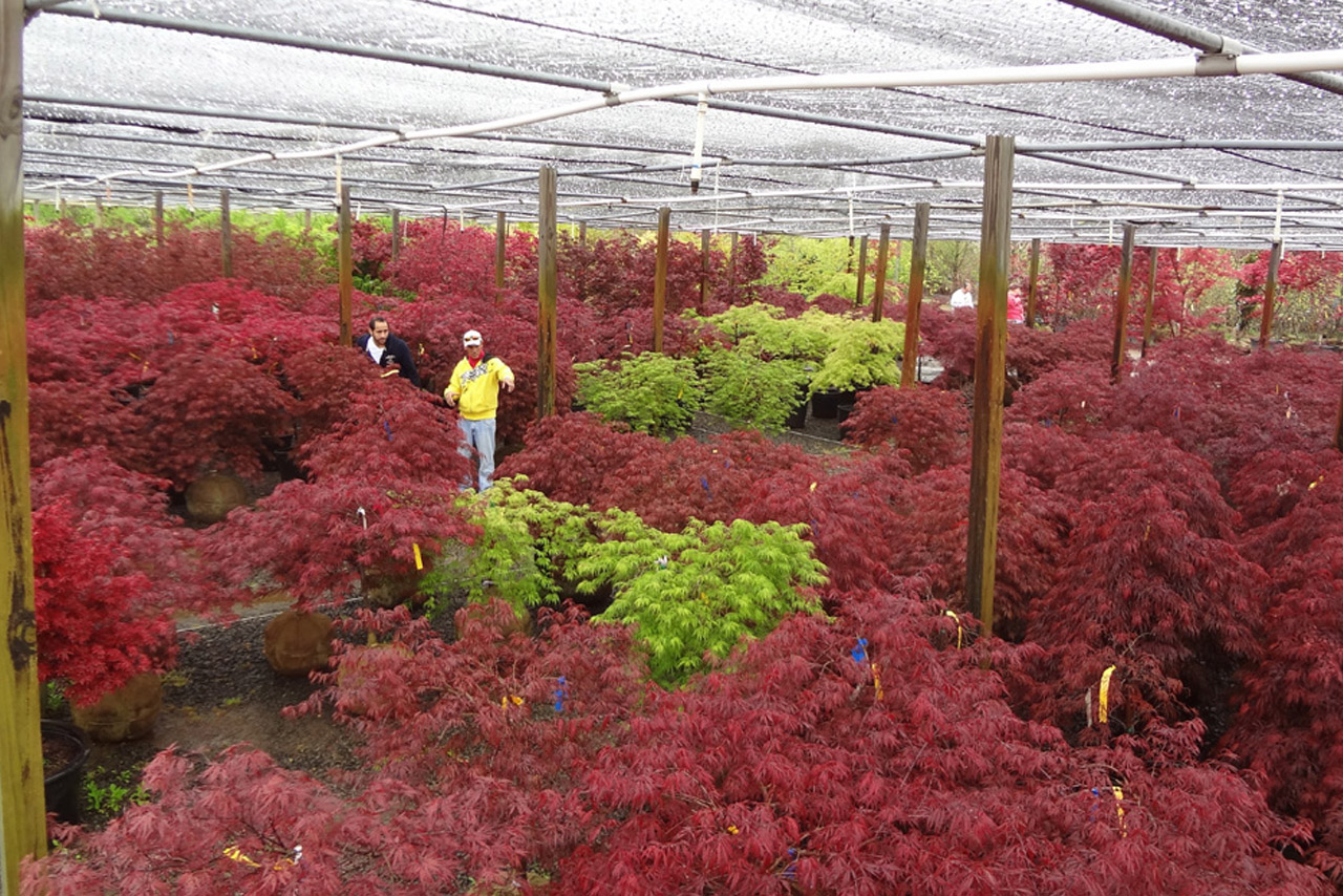 Wholesale Trees New Jersey New Jersey from LP Statile Wholesale Nursery