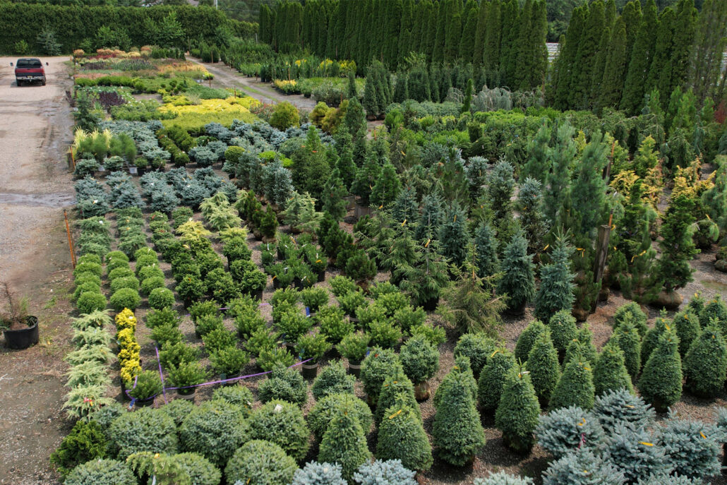 Wholesale Shrubs - LP Statile