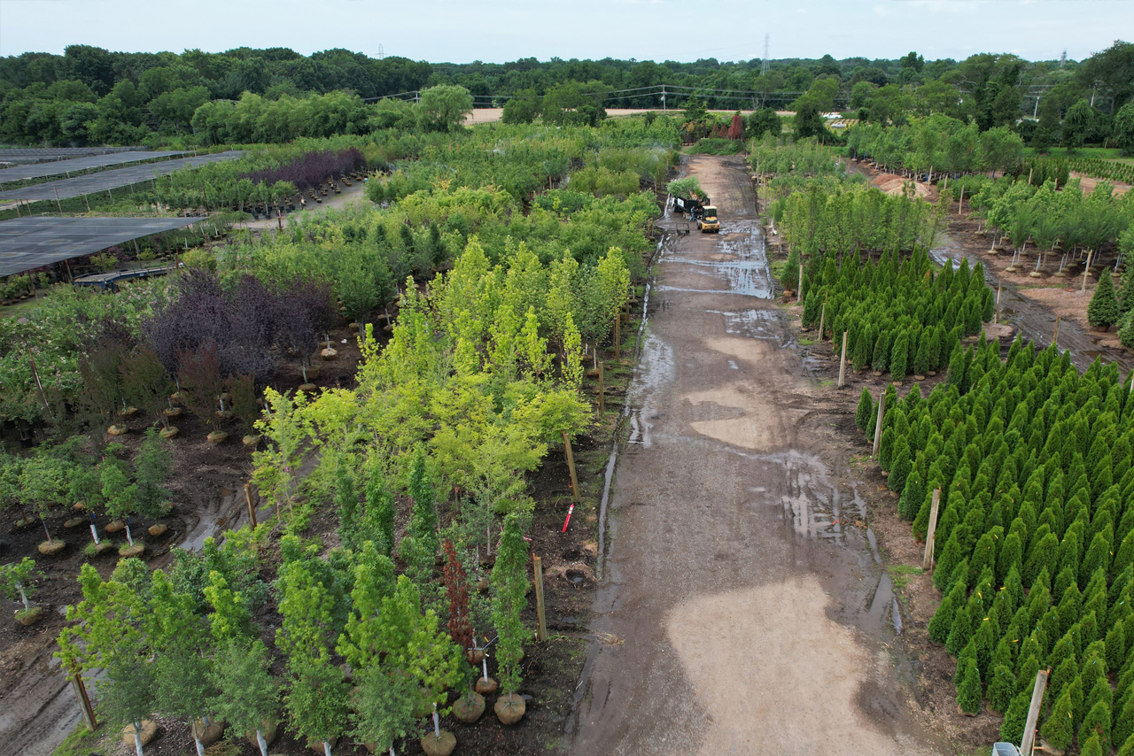 Wholesale Trees New Jersey New Jersey from LP Statile Wholesale Nursery